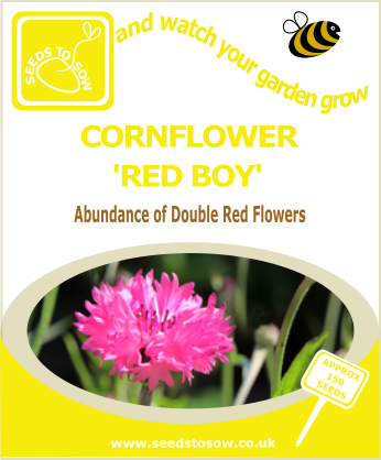 cornflower red boy