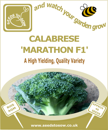 Calabrese Marathon F1 - Seeds to Sow