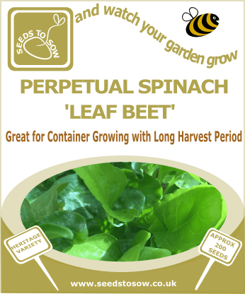 Perpetual Spinach 'Leaf Beet' - Seeds to Sow