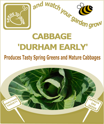 Cabbage Durham Early - Seeds to Sow