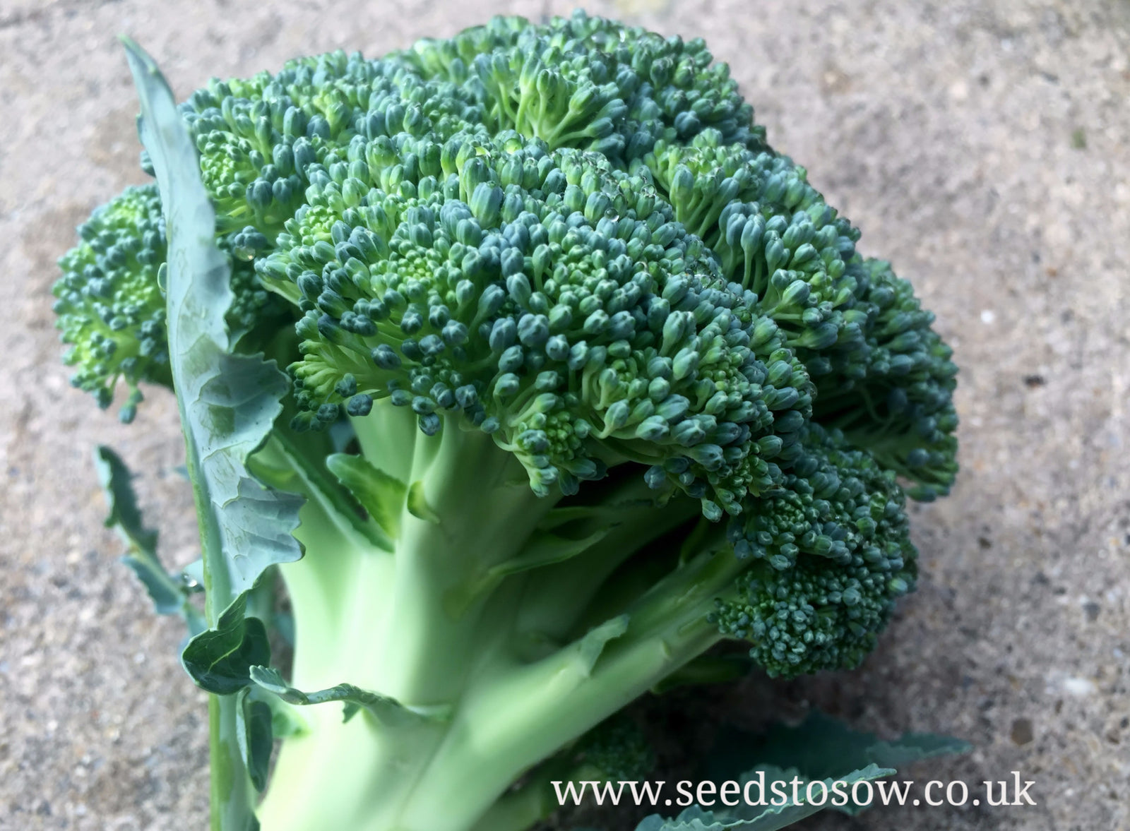 Calabrese Marathon F1 - Seeds to Sow