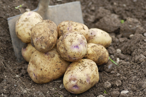 Seed Potato - Cara: A popular variety that produces high yields of oval ...