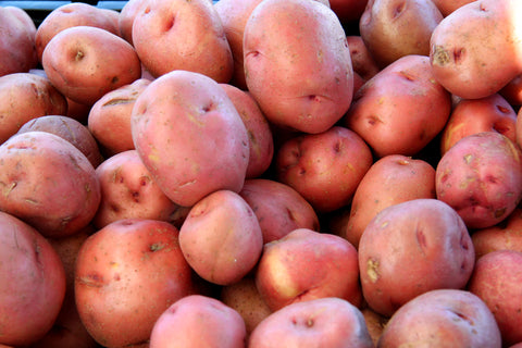 Seed Potato - Cara: A popular variety that produces high yields of oval ...