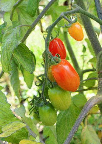 green and red plum tomatoes